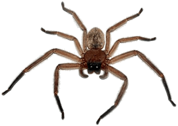 Species - Vernon Spider Control Species - Vernon Spider Control